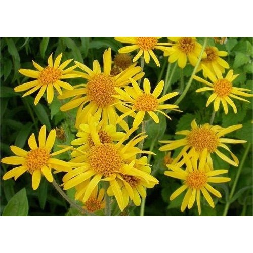 100 Sementes De Arnica Montana | Shopee Brasil