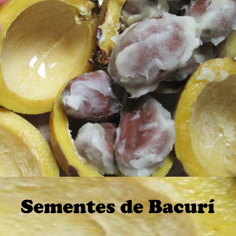 10 Sementes Germinadas Certificadas de Bacuri Verdadeiro da Amazônia ...