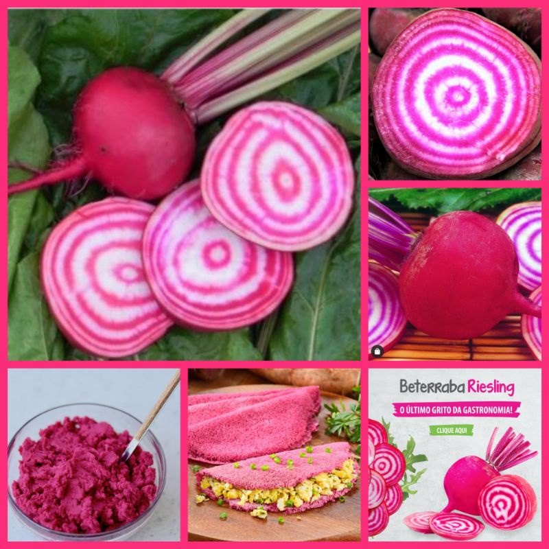 150 Sementes de Beterraba Italiana Gioggio ( Resiling ). | Shopee Brasil