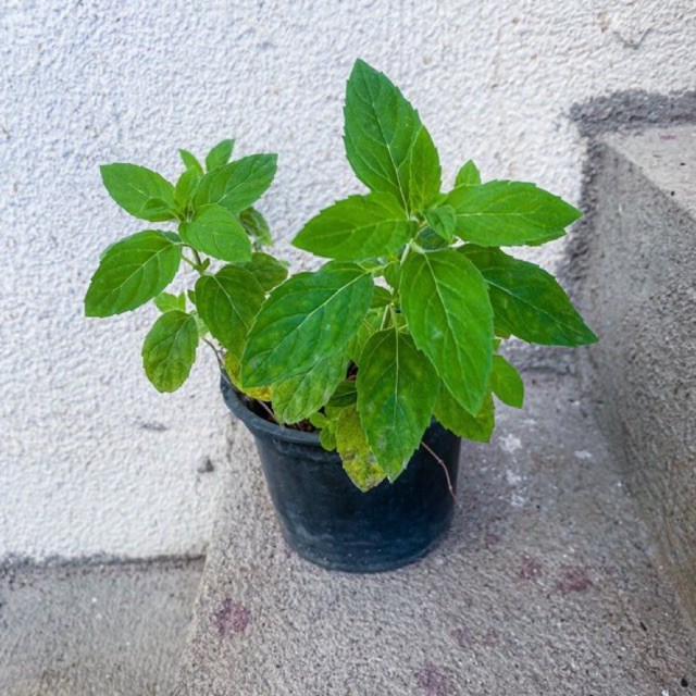 Muda De Cânfora Orgânica | Shopee Brasil