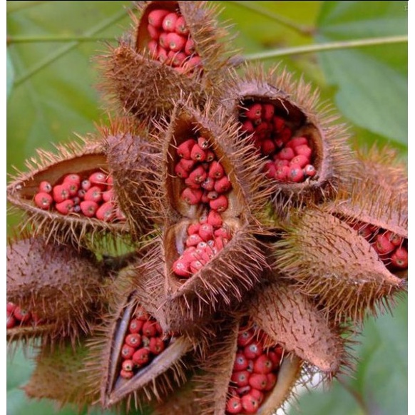 Sementes de urucum (colorau) | Shopee Brasil