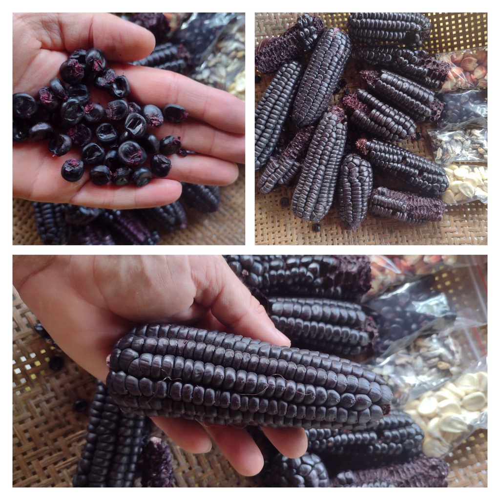 60 Sementes Crioulas de Milho Preto Peruano Inca / Chicha Morada - Para ...