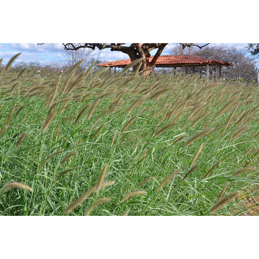 2kg sementes capim buffel aridus safra 2021 pasto para região sequeira ...