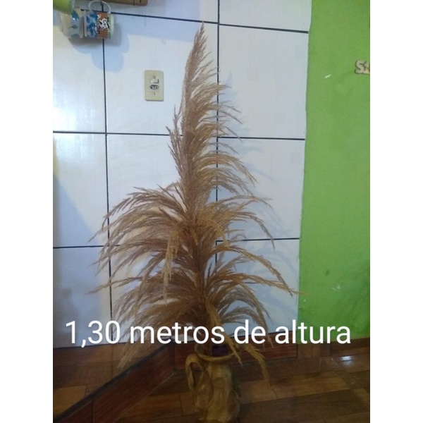 capim dos pampas 1,30 metros de altura unidade | Shopee Brasil