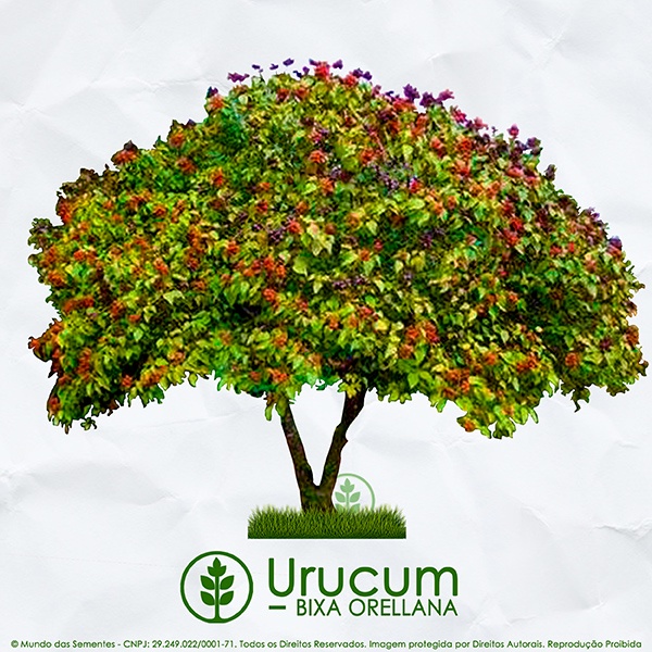 10 Sementes de Urucum Colorau Árvore Bixa orellana Original - Mundo das ...