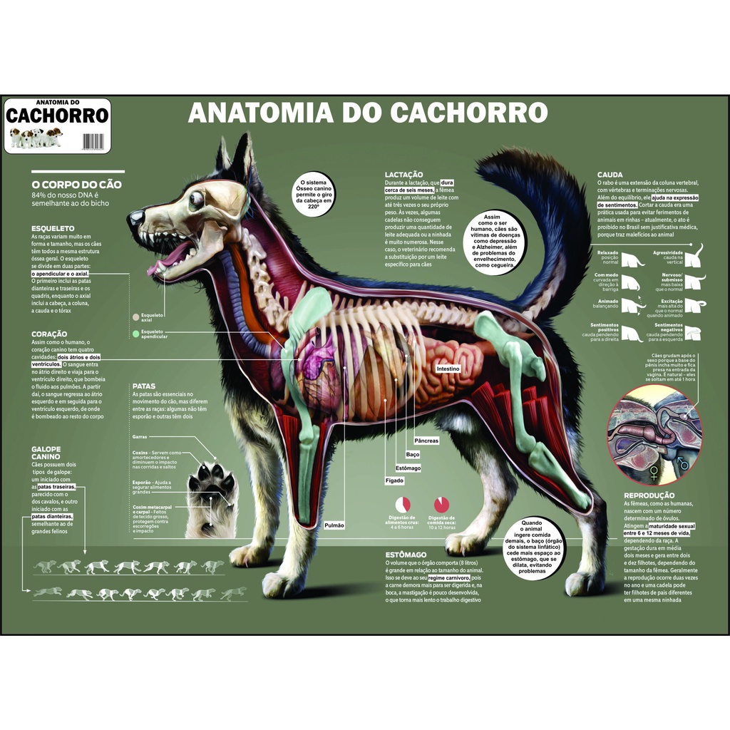 Anatomia Da Cabeca Do Cachorro Imagem De Ressonância De Pug Viraliza