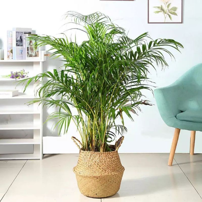 vaso de vime cesta certo para planta decoração suculentas decorativo ...