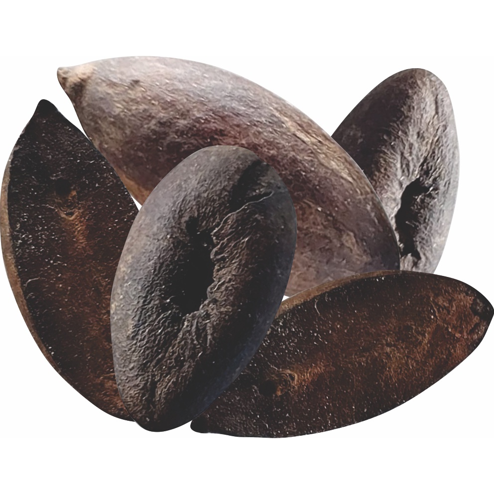 5 Sementes p/ Chá Natural Pixurim / Pixuri /Puxuri /Pichuri | Shopee Brasil