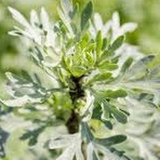 Sementes Absinto/Losna 100mg Uso Medicinal Ervas Vasos | Shopee Brasil