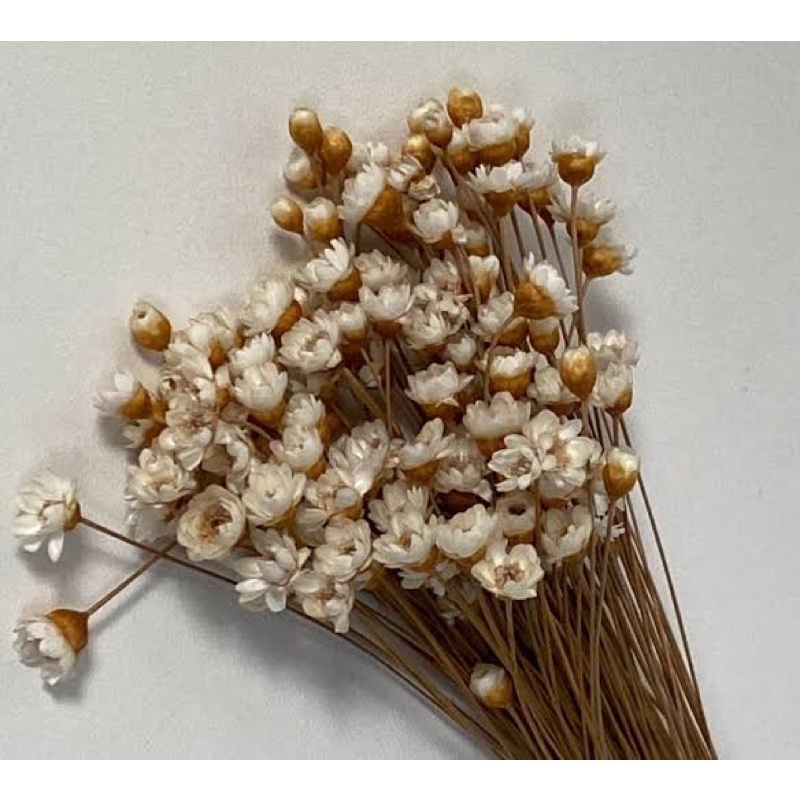 Flor Desidratada Sempre Viva com 400 Flores | Shopee Brasil