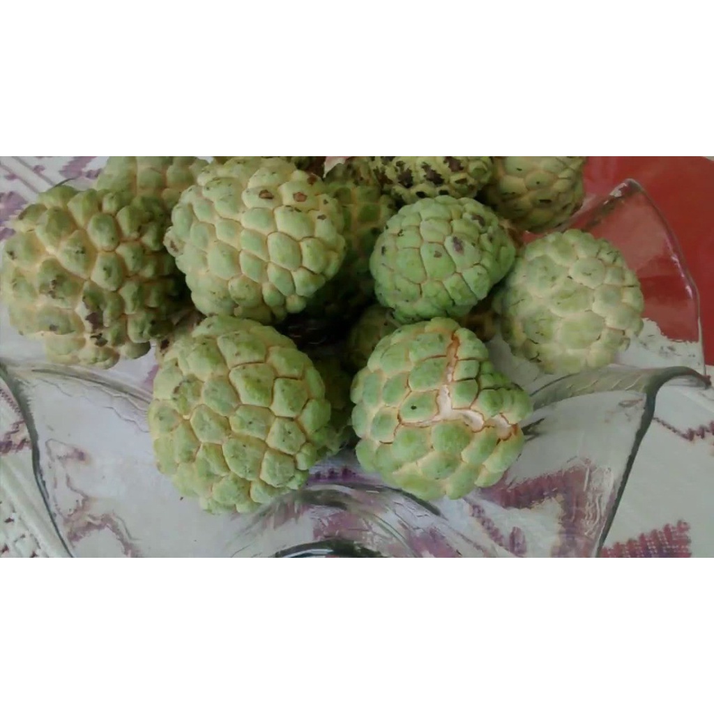 20 Sementes De Pinha Fruto Do Conde REF:03TP | Shopee Brasil