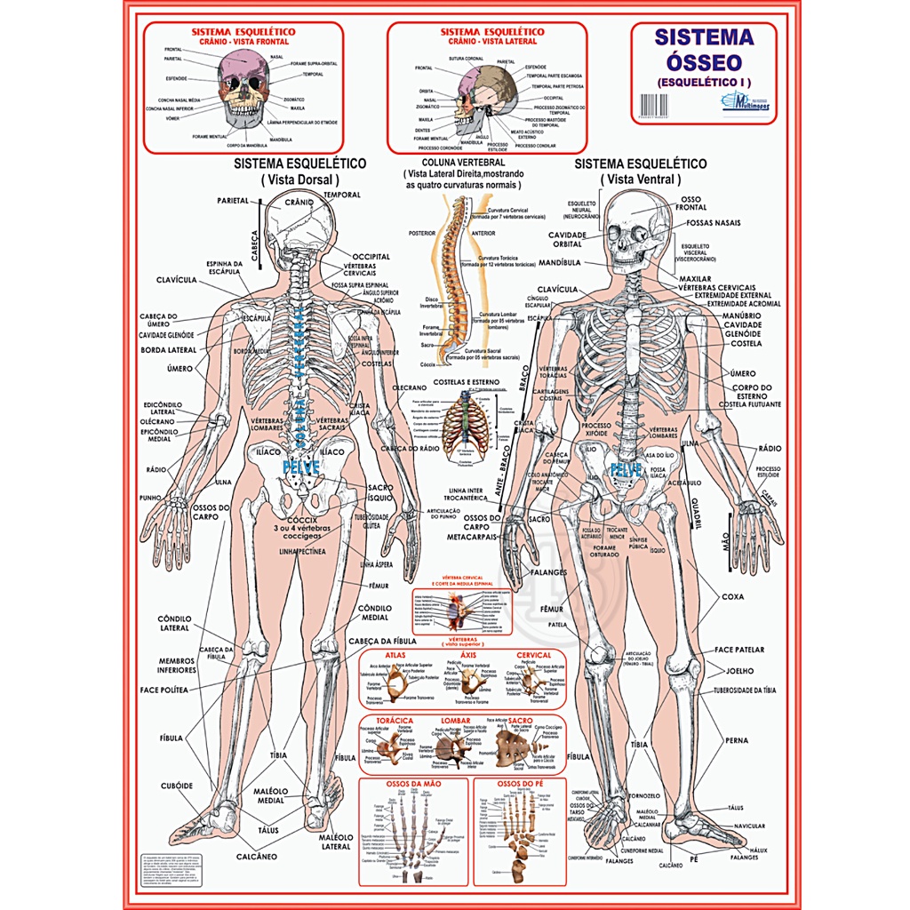Mapa Corpo Humano Sistema Esqueletico 1 - Livro Poster Medicina Osseo ...
