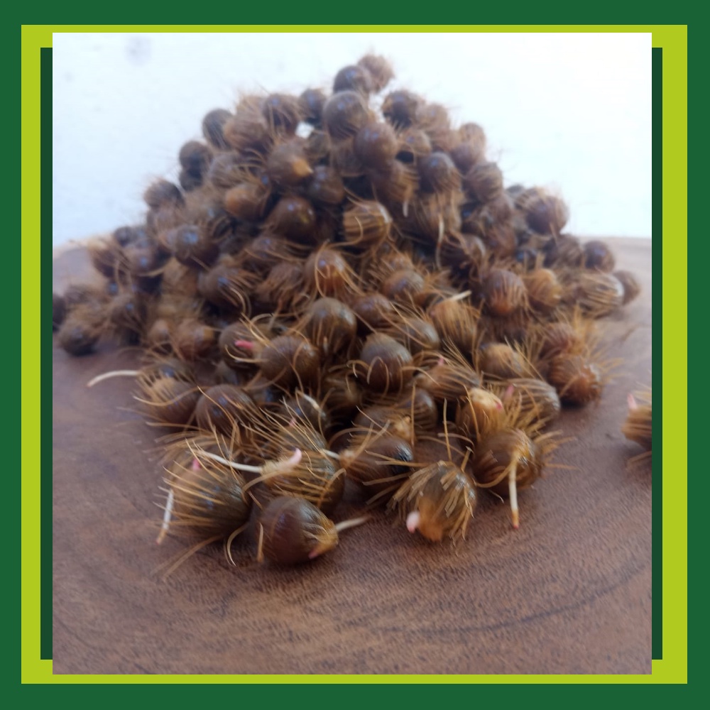 SEMENTES AÇAÍ AÇÚ (euterpe precatoria) 1kg | Shopee Brasil