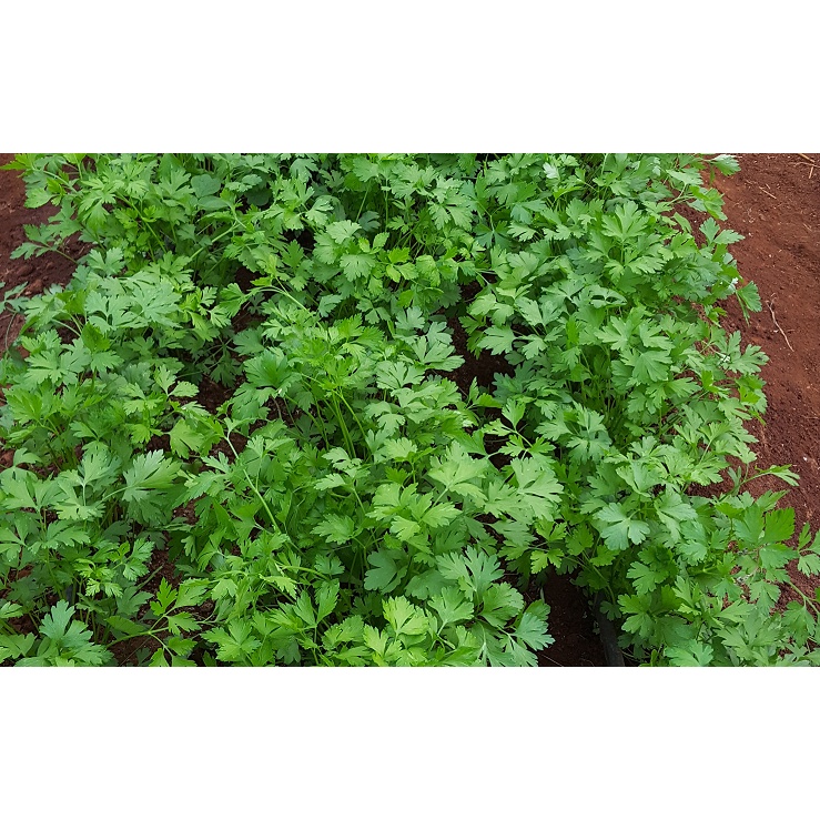 10 sementes de Salsa Lisa Stella | Shopee Brasil