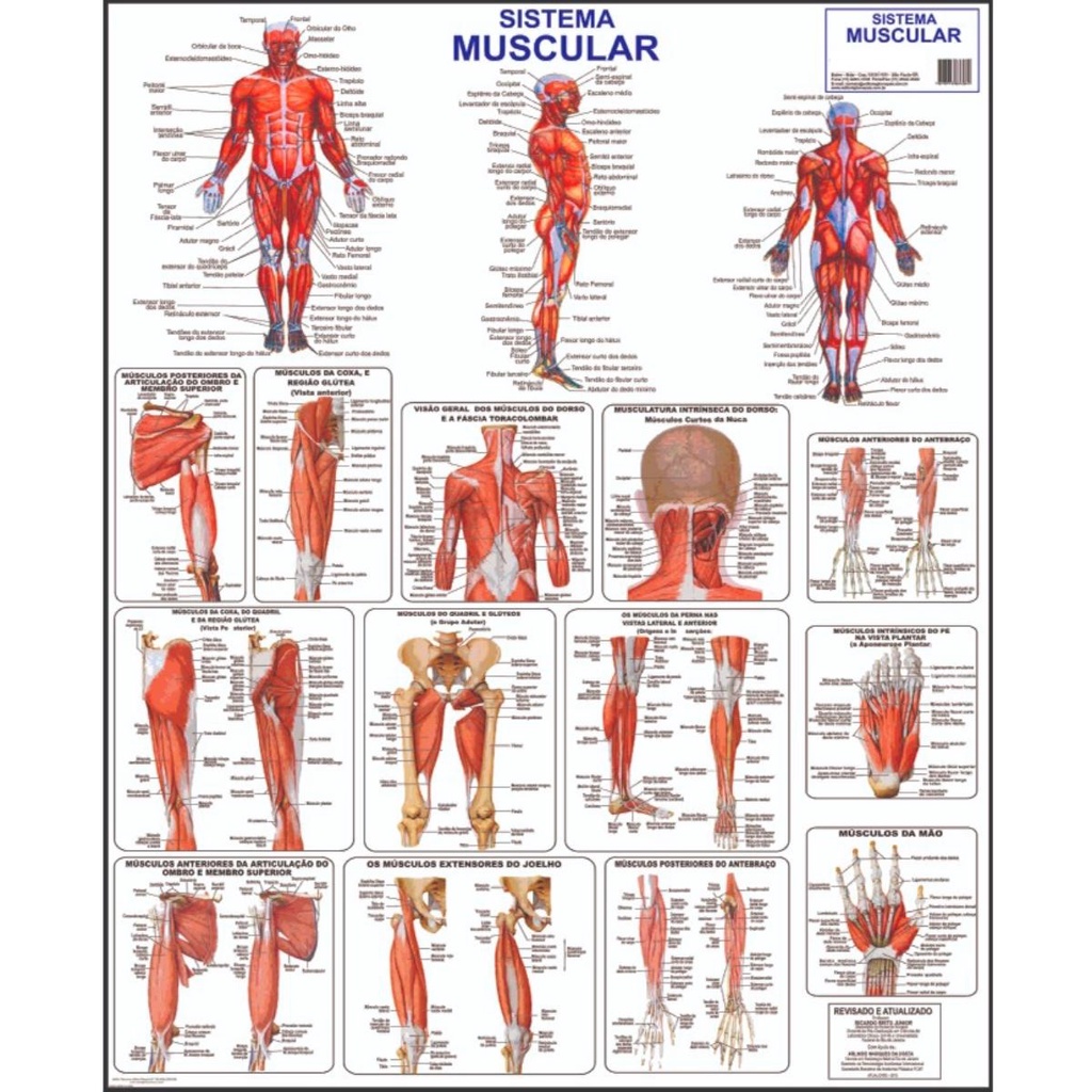 Sistema Muscular Poster Mapa Anatomia Corpo Humano Medicina | Shopee Brasil