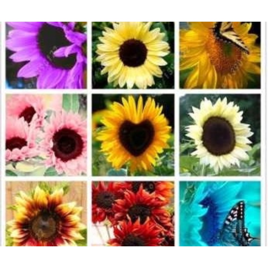 50 Sementes Girassol Colorido Flor Cultivo | Shopee Brasil