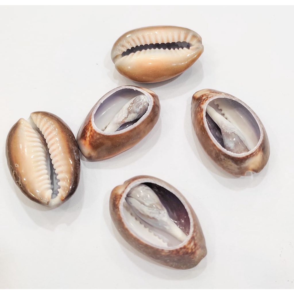 Búzio Africano 50g | Shopee Brasil