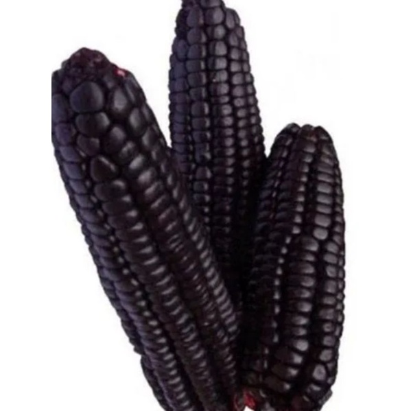 Milho roxo producto de Perú 1 kilo | Shopee Brasil