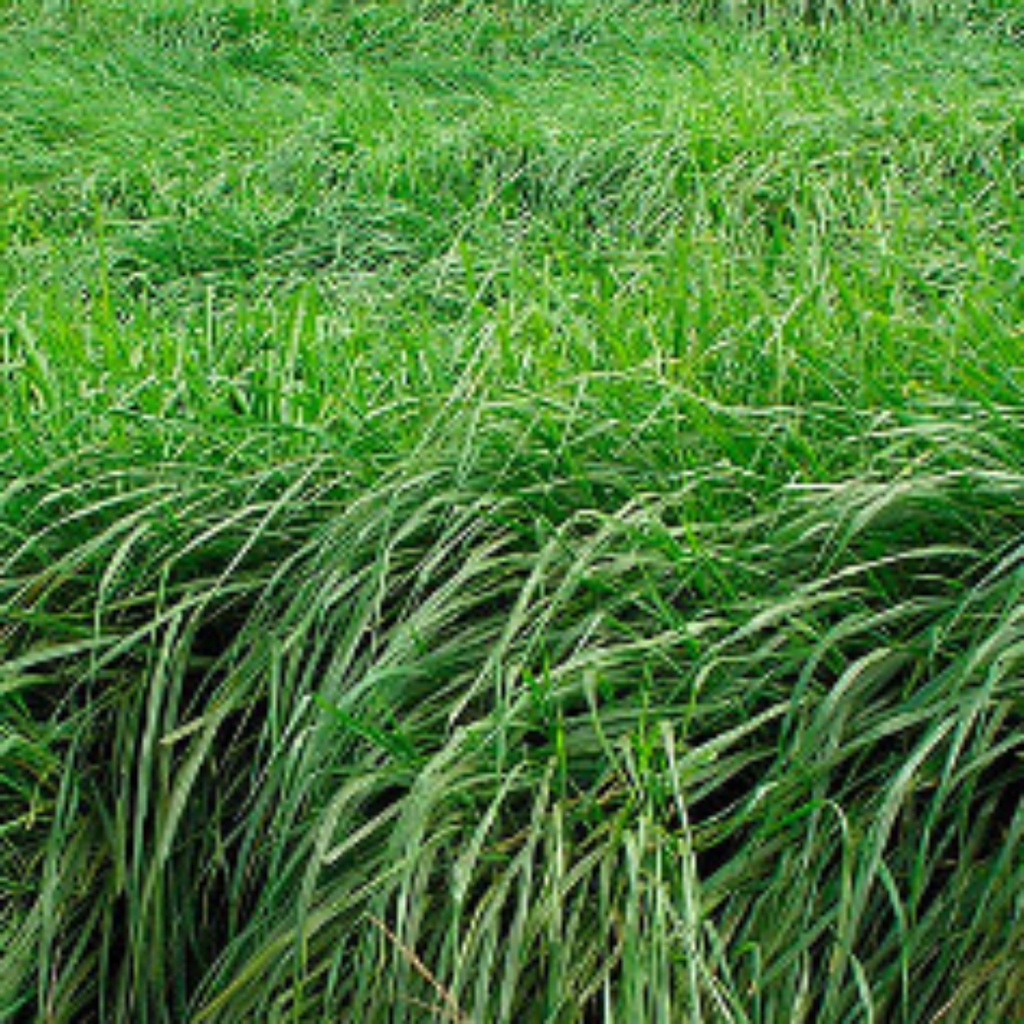 Saco Capim Massai 1 Kg Convencional Plantio Bovinos Ovinos | Shopee Brasil