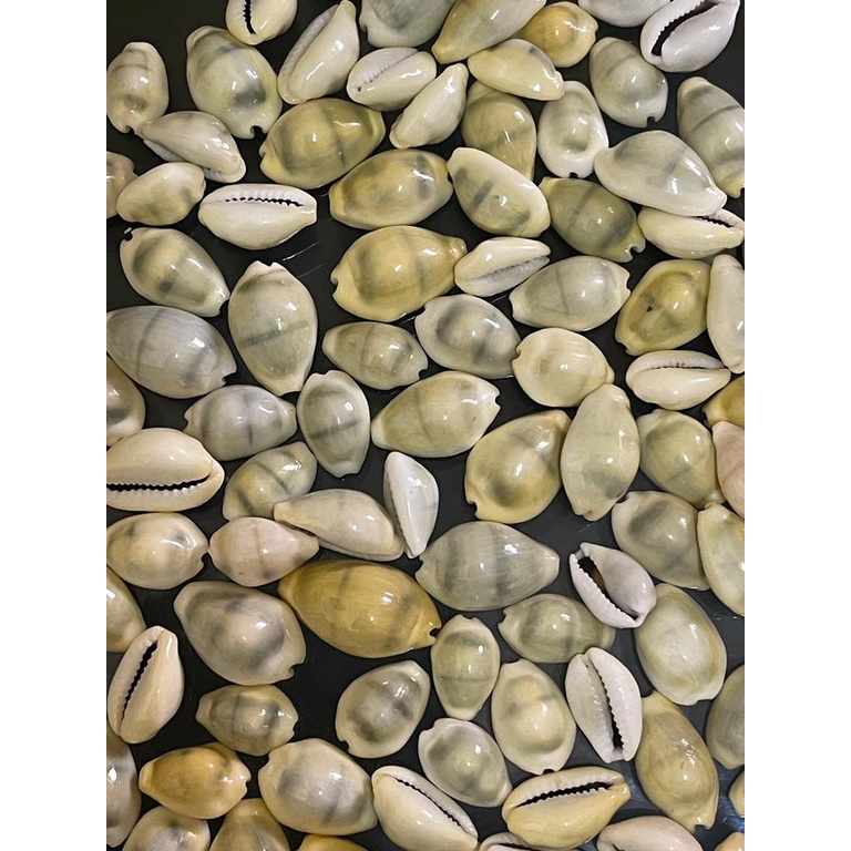 BUZIO GEMA FECHADO TAMANHOS SORTIDOS 19 CM A 28 CM - 500 GRAMAS COM ...