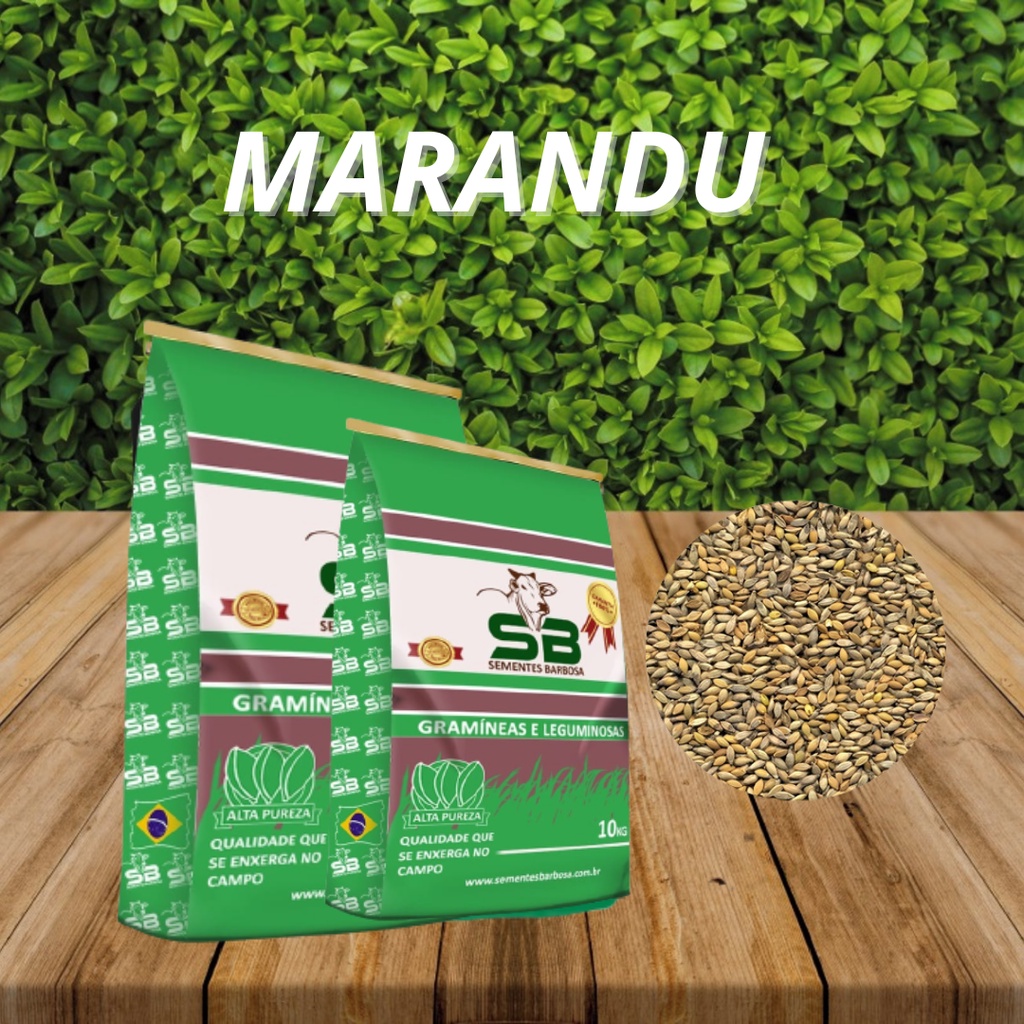 Sementes de Capim Marandu, brizantha (braquiarão) 20kg - Convencional ...