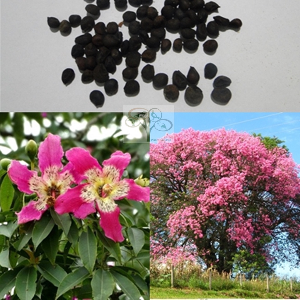 50 Sementes De Paineira Rosa (Ceiba speciosa) | Shopee Brasil