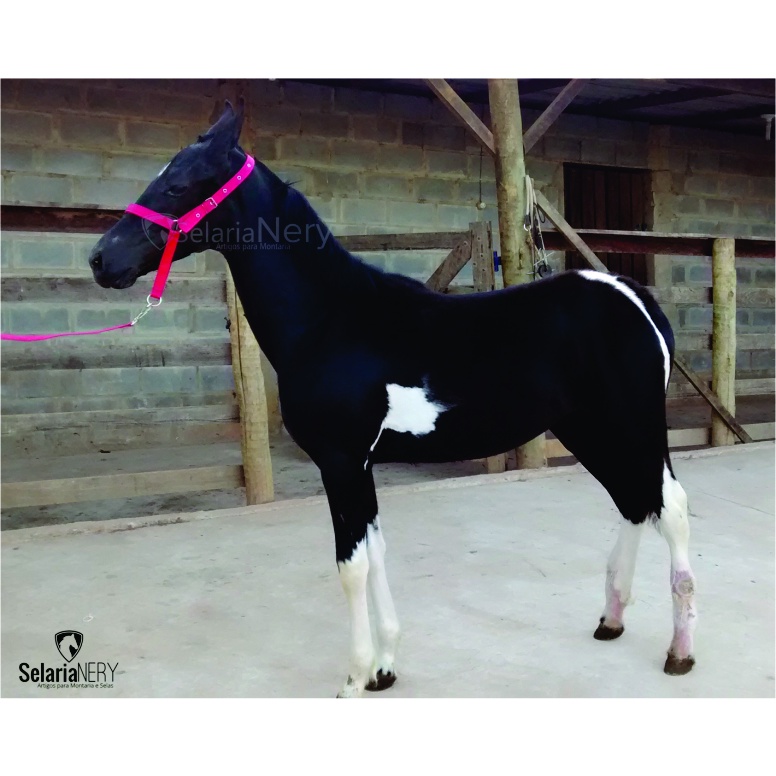 Cabresto para potro, cavalos éguas cabresto com regulagem cabresto de ...