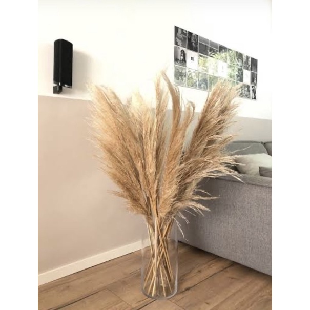 Capim dos pampas (paina). | Shopee Brasil