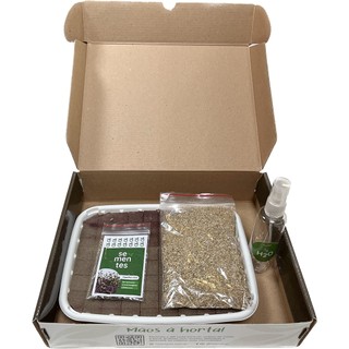 Microverdes Kit Para Cultivo De Mini horta repolho roxo | Shopee Brasil