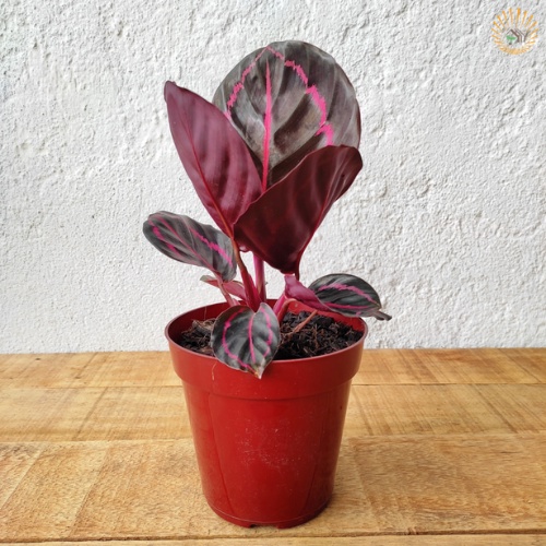 100 sements maranta rubi com manual de cultivo | Shopee Brasil