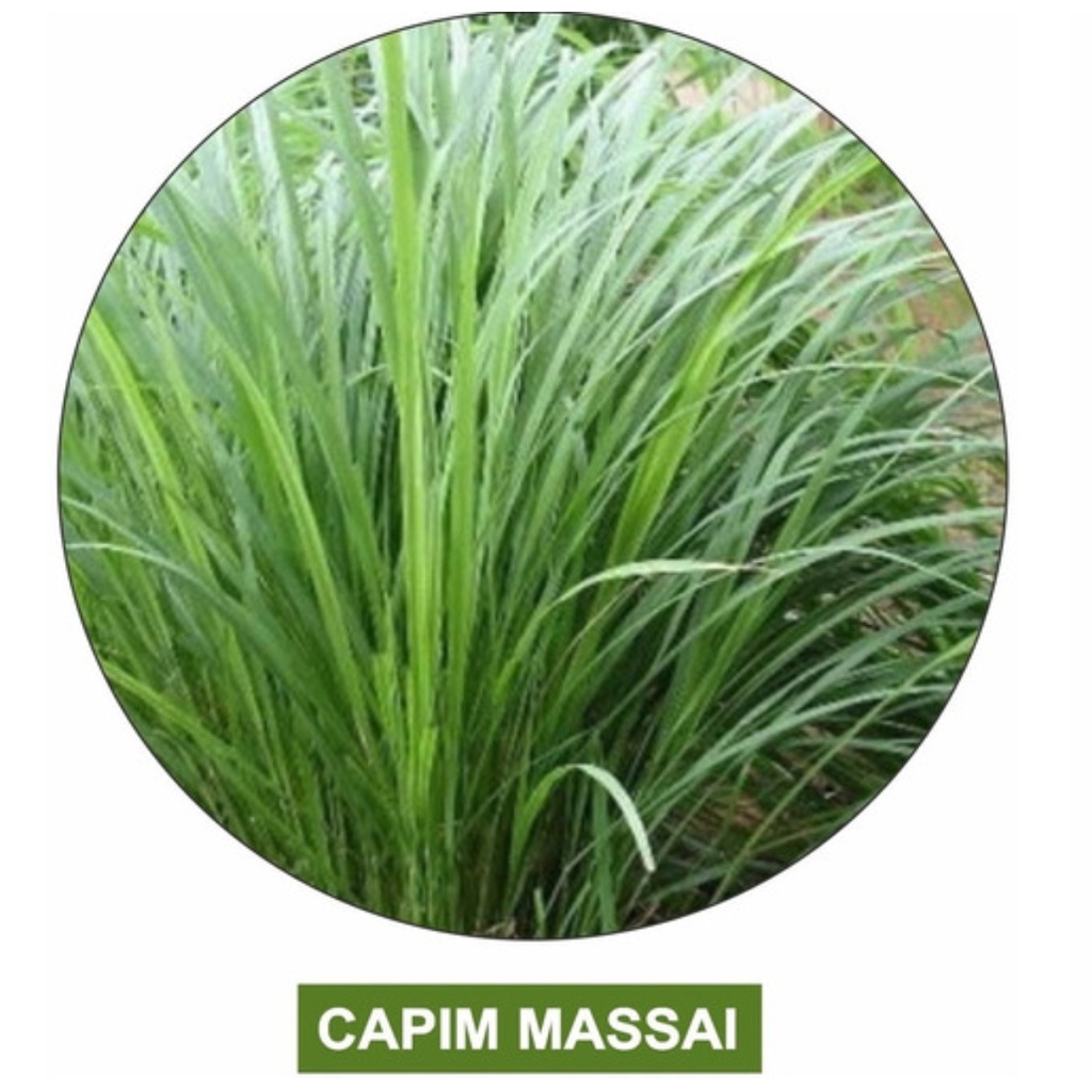 Capim Massai Sementes Para Plantio 1kg Safra Nova | Shopee Brasil