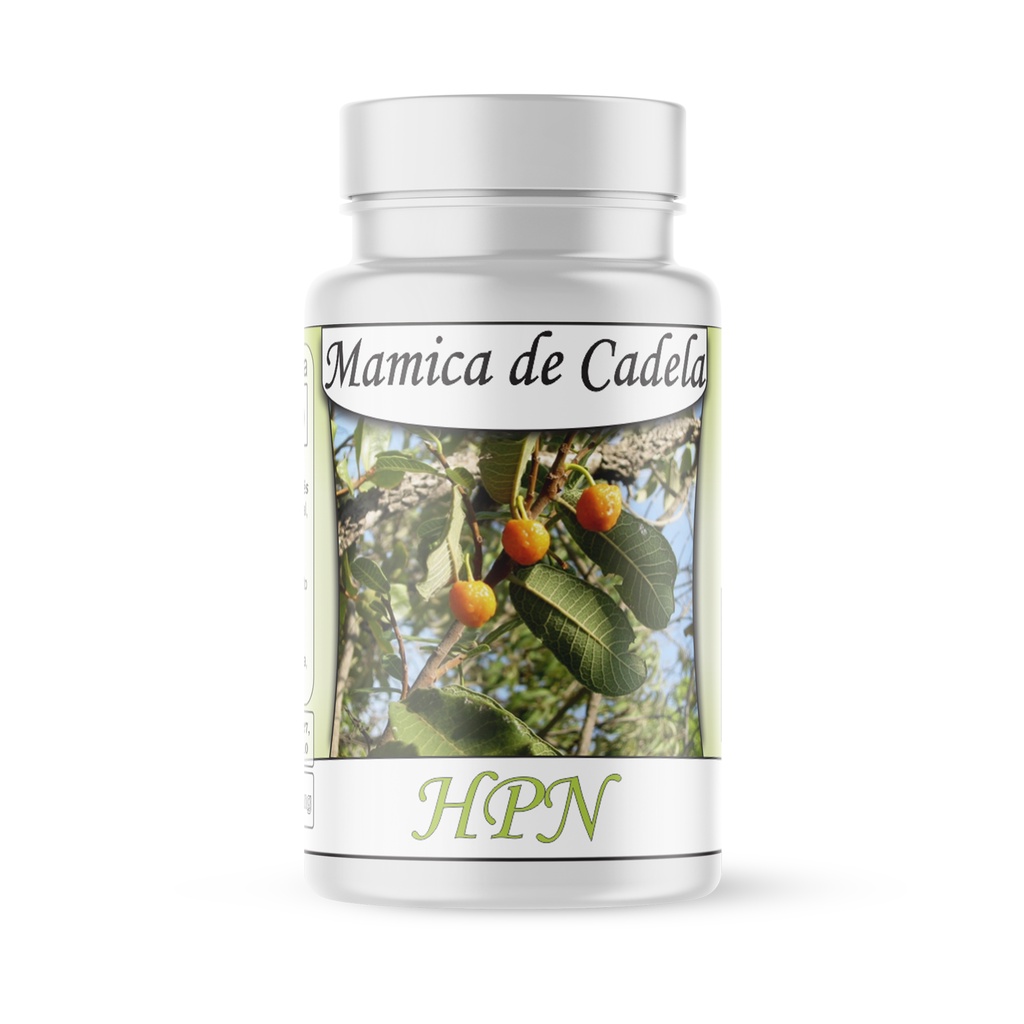 Mama cadela (Mamica de Cadela) Planta Depurativa Ricas propriedades ...
