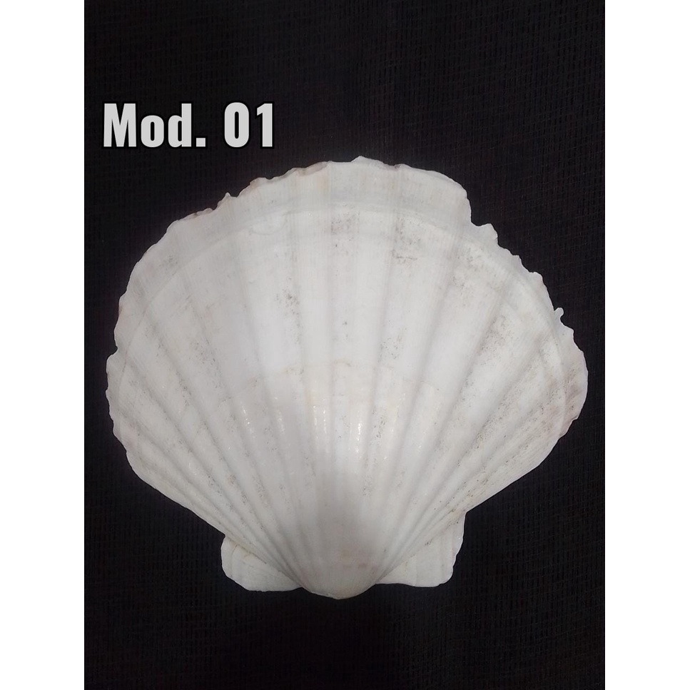 Concha do Mar Shell Branca - 1 unidade | Shopee Brasil