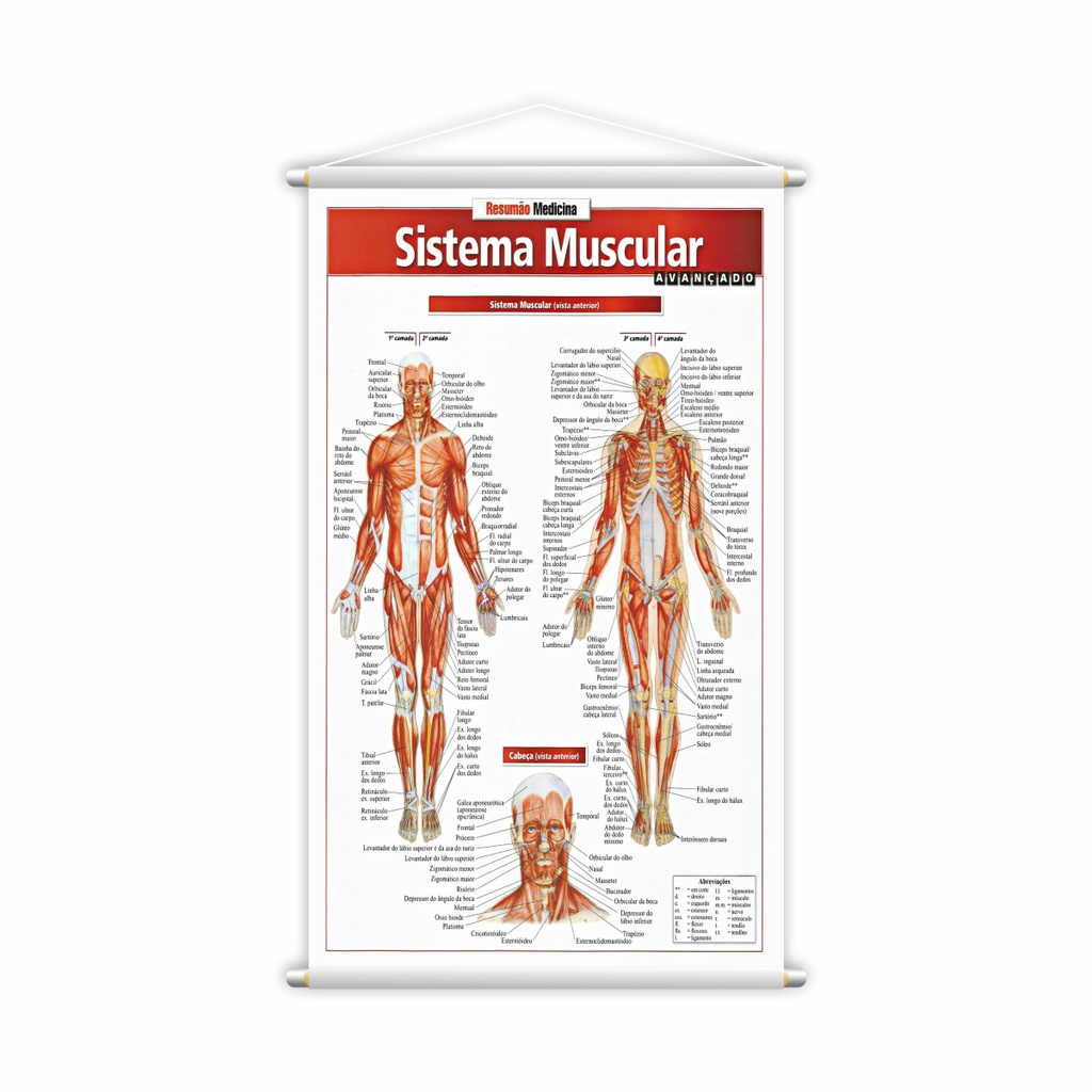 Sistema Muscular Avançado Resumão Medicina Banner Escolar Pedagógico ...