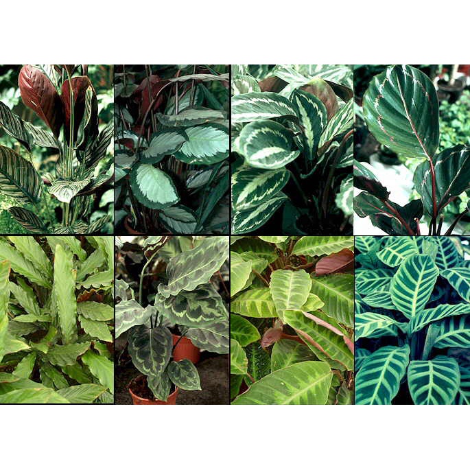 100 sements maranta sortidas mix especies | Shopee Brasil