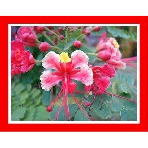 Flamboyant De Jardim Rosa Flamboyanzinho Mirim 50 Sementes Sadias ...