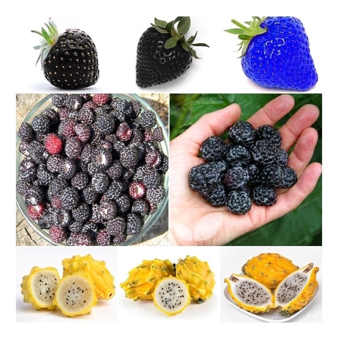100 Sementes Morango Azul+negro+60 Framboesa Negra+50 Pitaya | Shopee ...