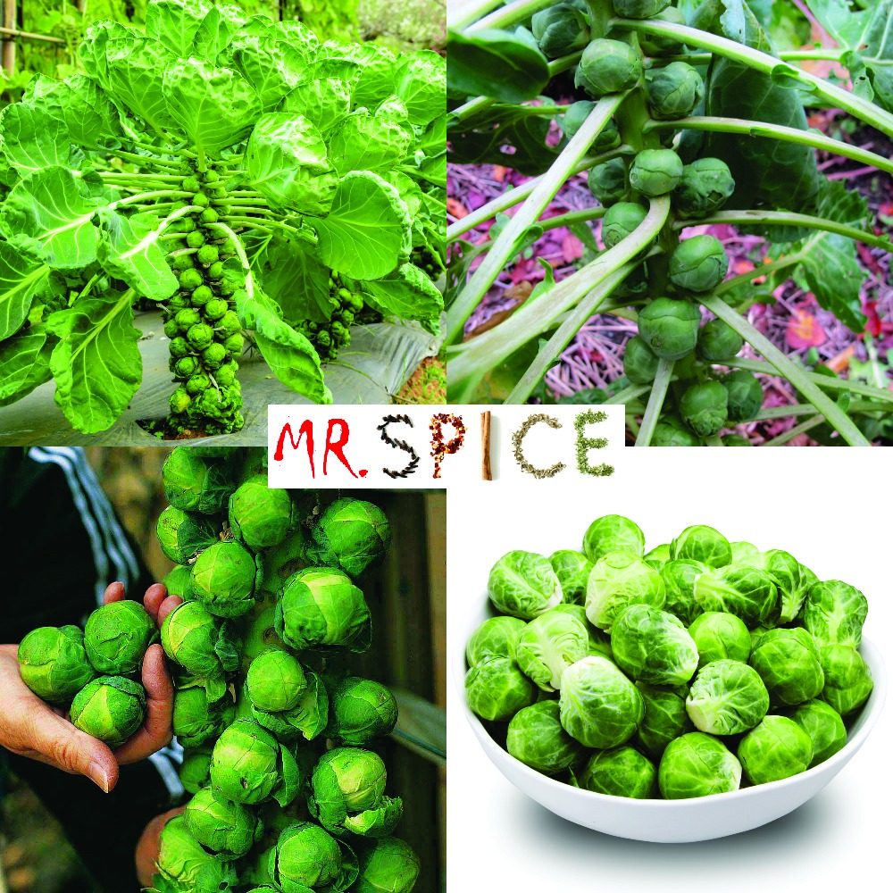 Sementes Sadias De Couve De Bruxelas O Original Mini Repolho | Shopee ...