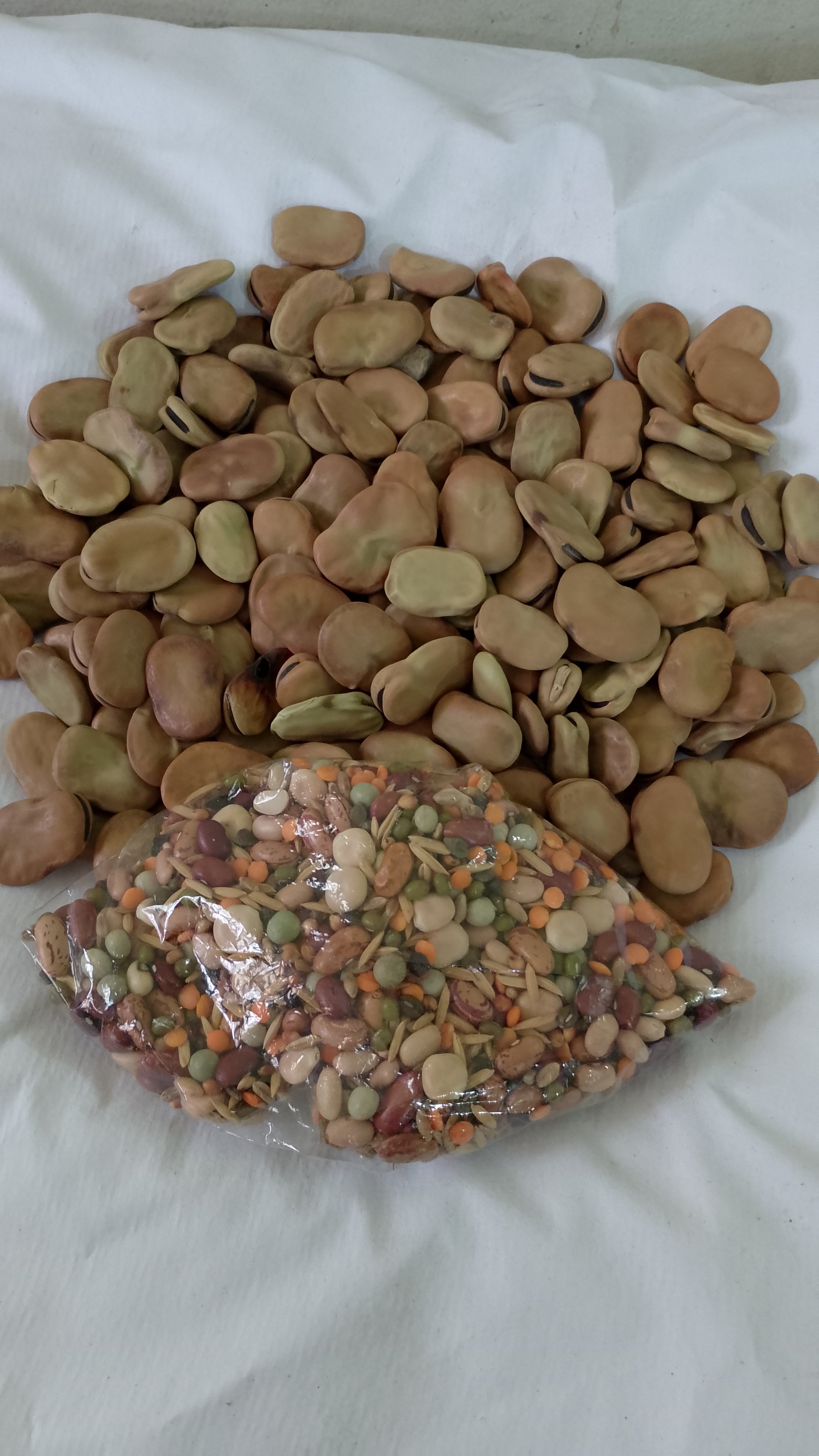 Fava Bareza ou Portuguesa, Fácil de Plantar 1kg + 10 outros tipos de ...