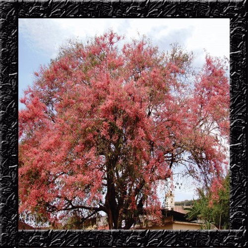 Cassia Grandis - Acassia Rosa Acacia - Sementes Sadias Para Sementes ...