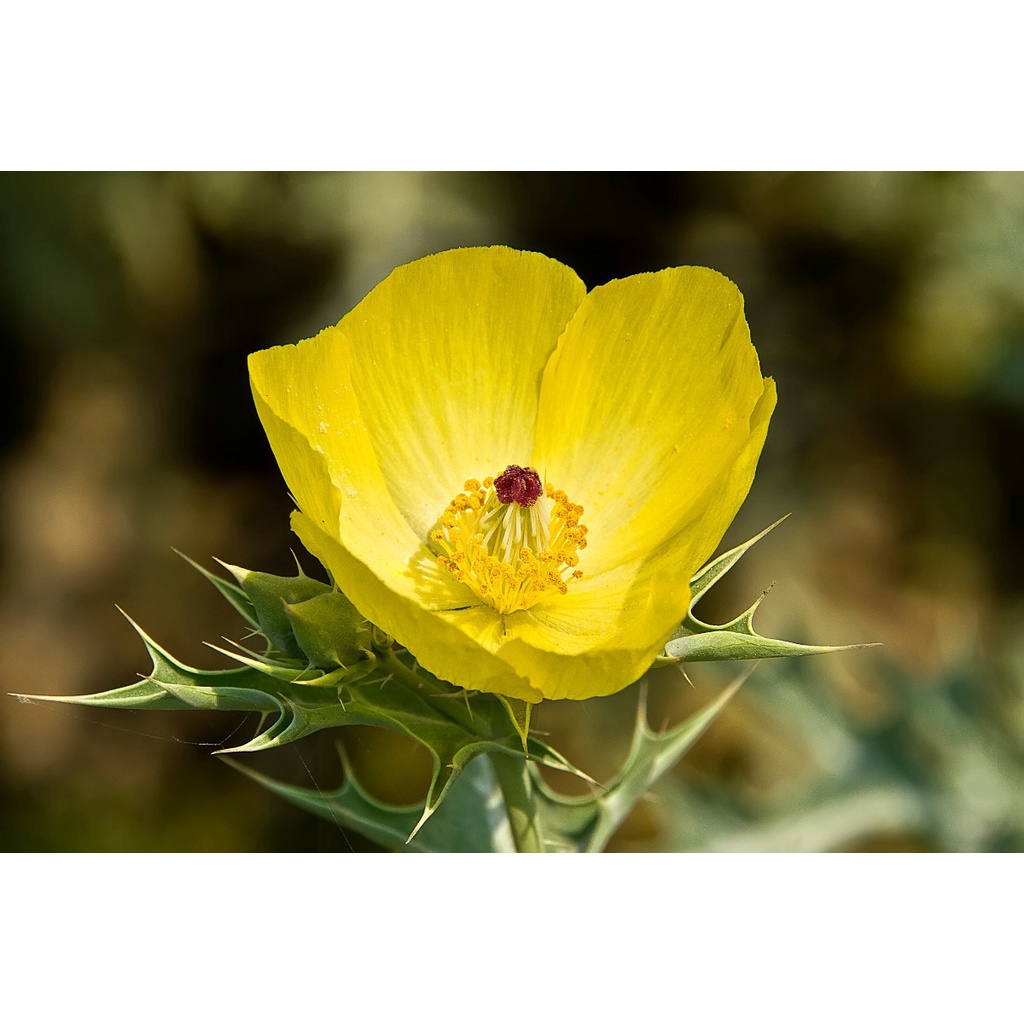 Cardo Santo - Argemona Mexicana Planta Medicinal - Sementes | Shopee Brasil