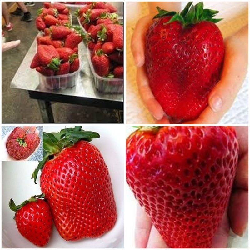 120 Sementes De Morango Gigante Suculento + | Shopee Brasil