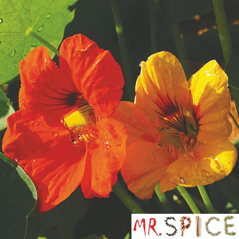 Flor Comestível Capuchinha Multicolorida Ideal Para Vasos | Shopee Brasil