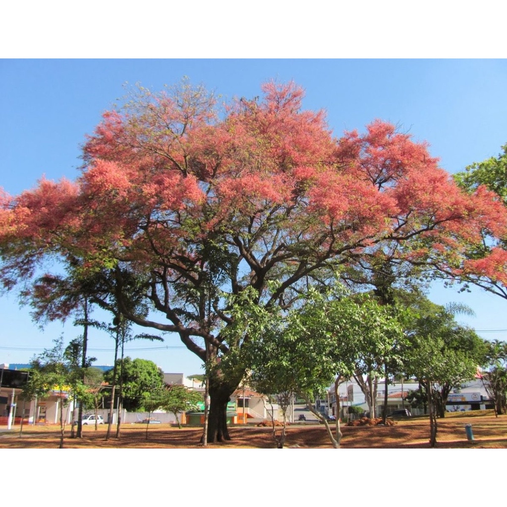 Sementes Sadias Cassia Grandis Acassia Gigante Rosa Grande P/ Sementes ...