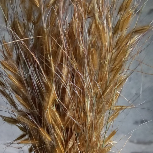 Capim ouro/capim brinco de princesa/capim seco para decoração | Shopee ...