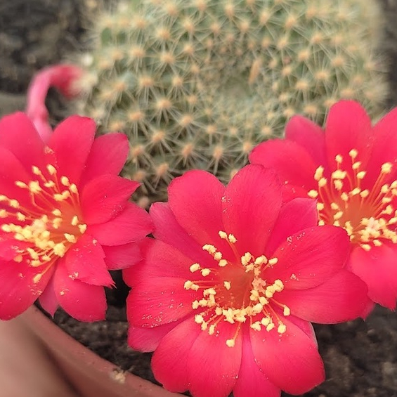 400 Sementes de Cactos Rebutia Mix Cactos Flor P/ Mudas Cactus | Shopee ...