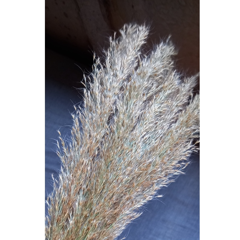 Capim champanhe esverdeado/capim champanhe verde/capim seco para ...