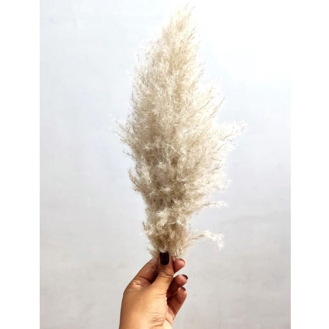 Mini Capim do Pampas para Arranjos 1 pluma | Shopee Brasil