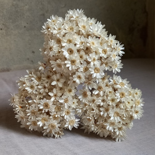 Flor sempre viva e sempre viva EXTRA TIPO 1 , buquê com 300/500/800 ...