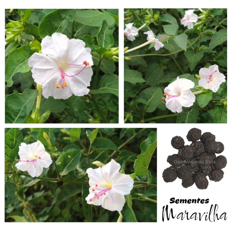 Sementes Bela Da Noite Flor Branca - Maravilha - Mirabilis Longiflora ...